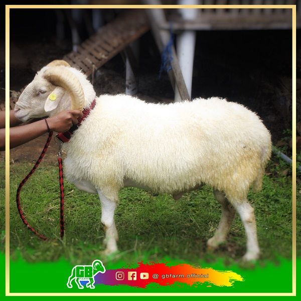 Domba Texel Berkualitas Tinggi Harga Terjangkau - GB Farm